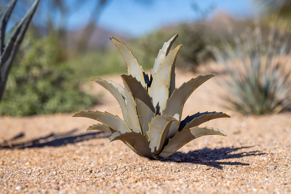 AMERICANA AGAVE – Capital Shade